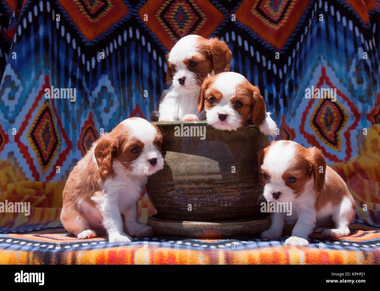 Cavalier Puppies next to a ceramic flower pot (MR Stock Photo - Alamy