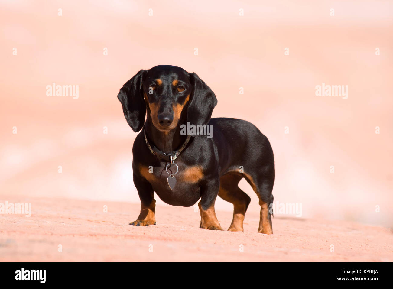 Doxen at Lake Powell (MR Stock Photo - Alamy
