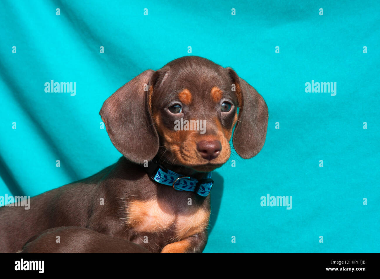 Doxen Puppy posing Stock Photo - Alamy