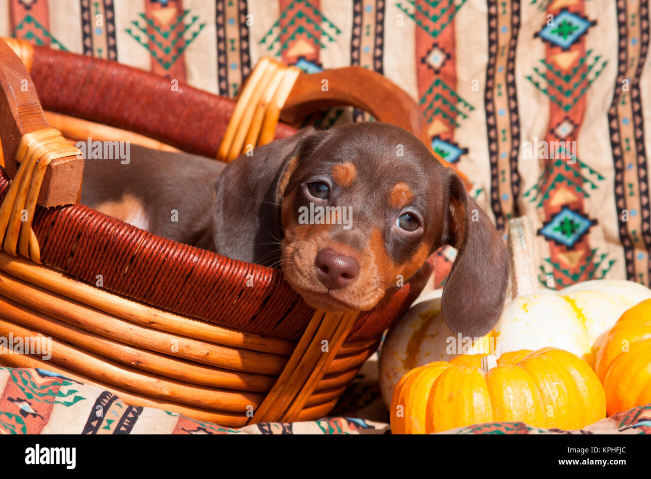 Doxen Puppy posing Stock Photo - Alamy
