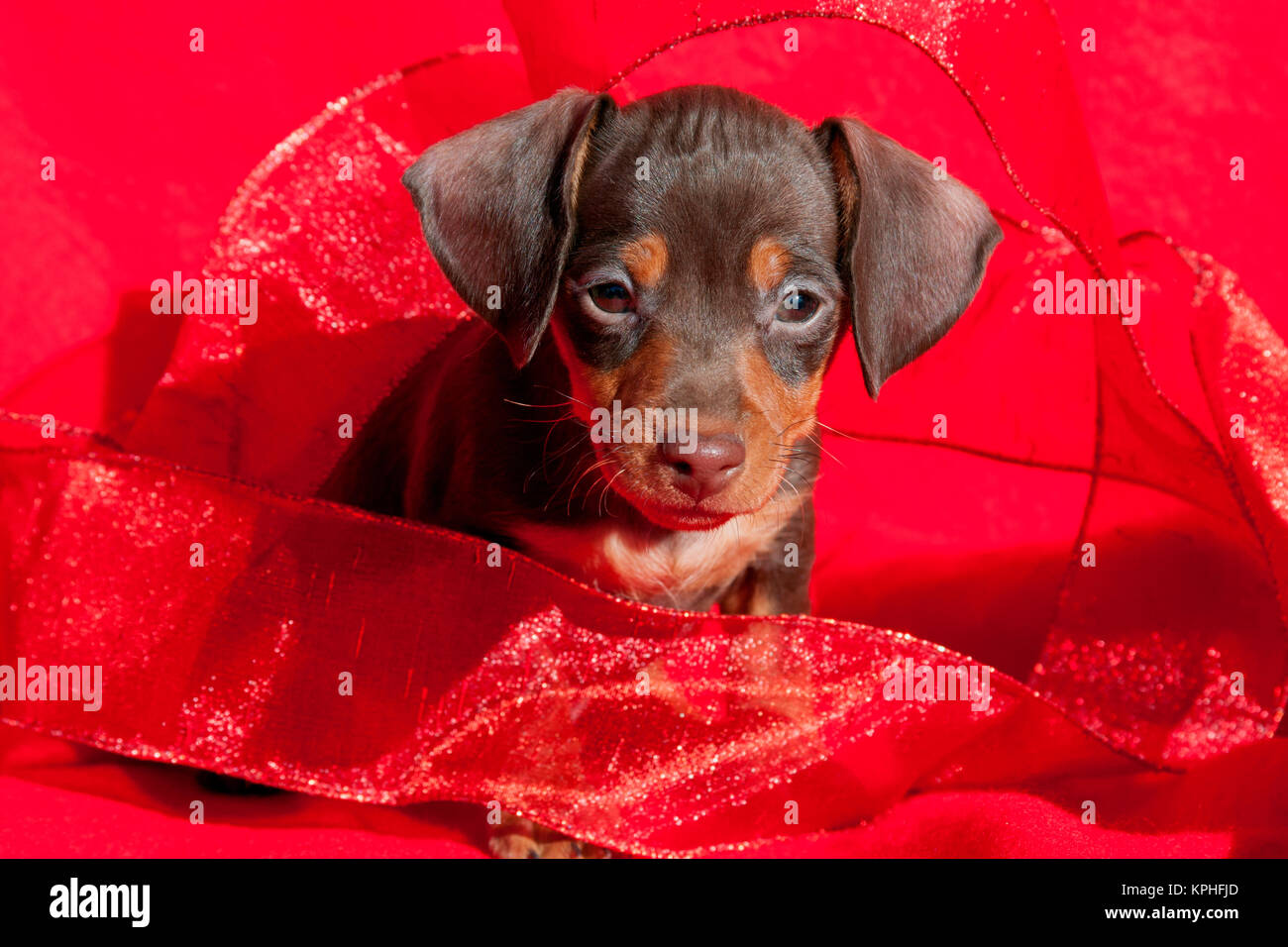 Doxen Puppy in red Stock Photo - Alamy