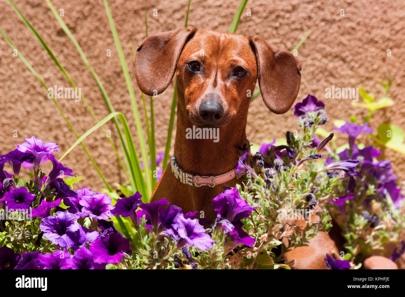Doxen in flower pot Stock Photo - Alamy