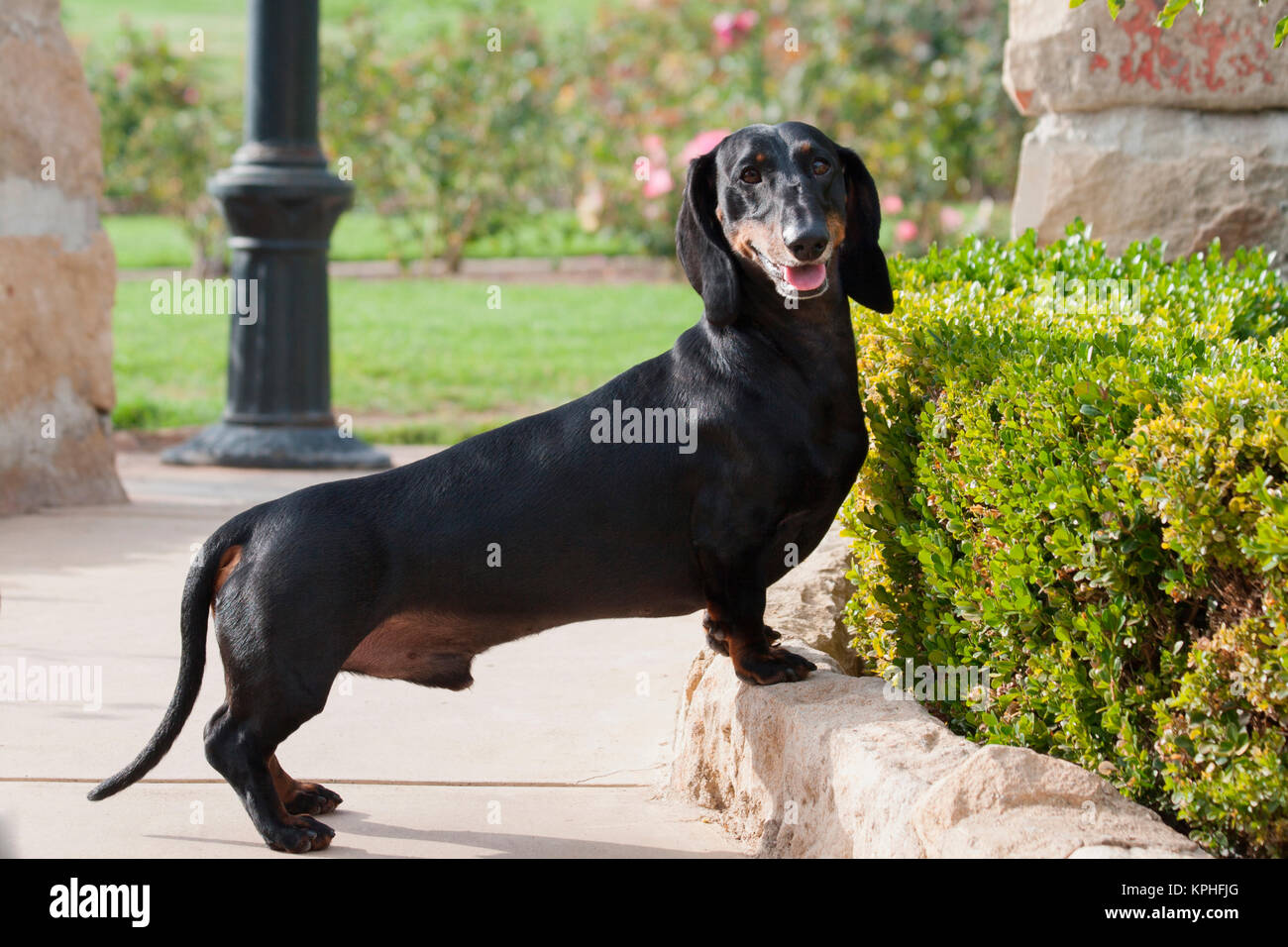 Mr majestic hi-res stock photography and images - Alamy