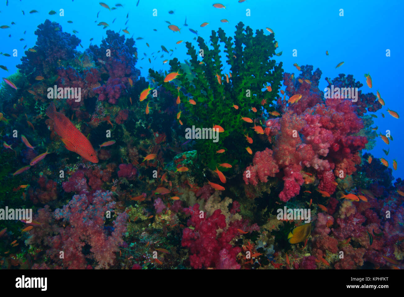 Fairy cod hi-res stock photography and images - Alamy