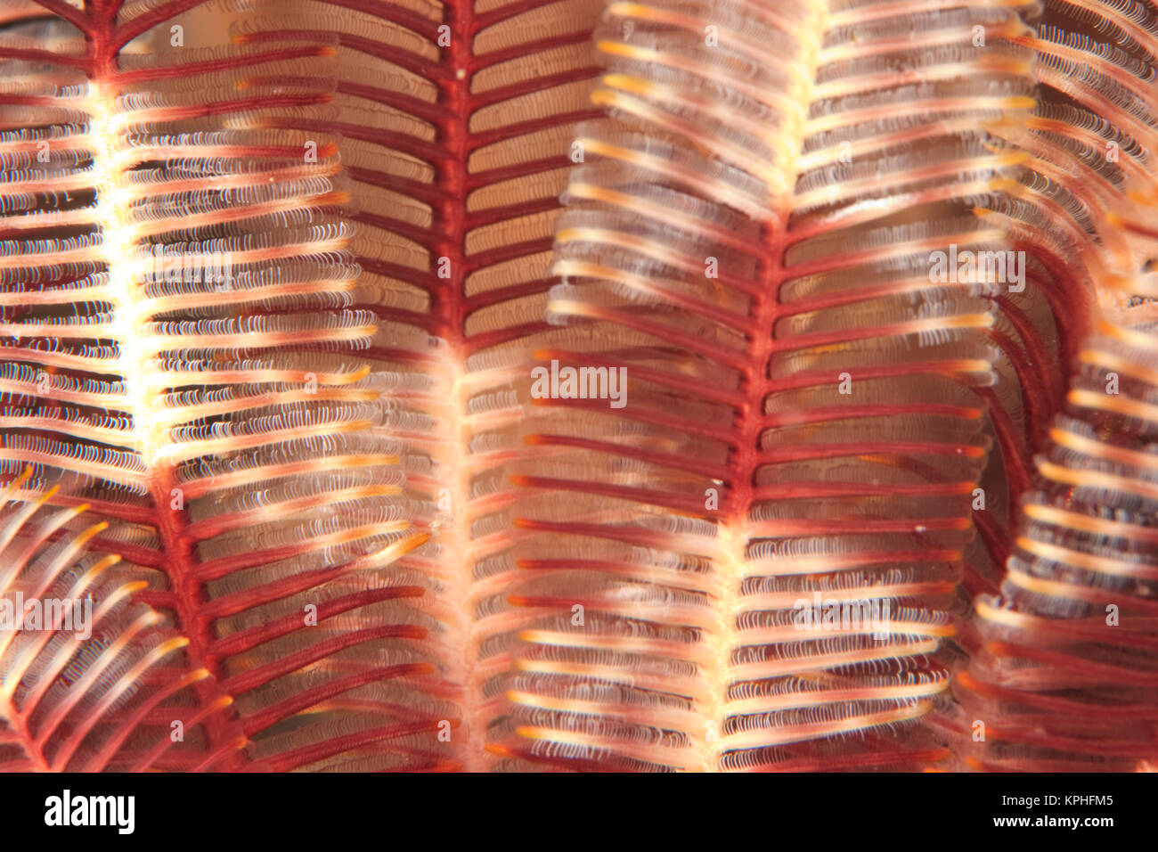 Close-Up Macro View of Crinoid, Bligh Water, Viti Levu, Fiji, South ...