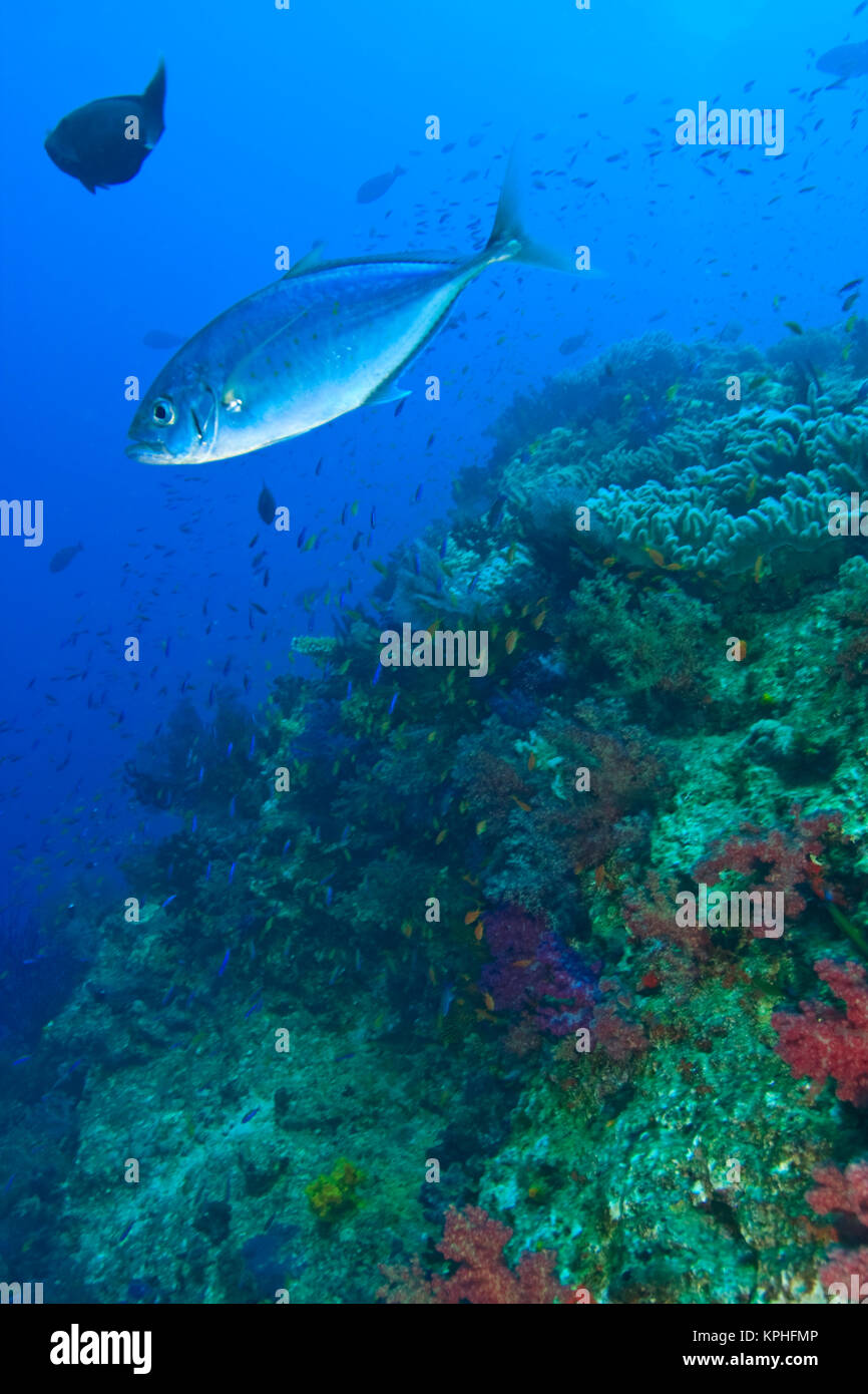 Bligh water hi-res stock photography and images - Alamy