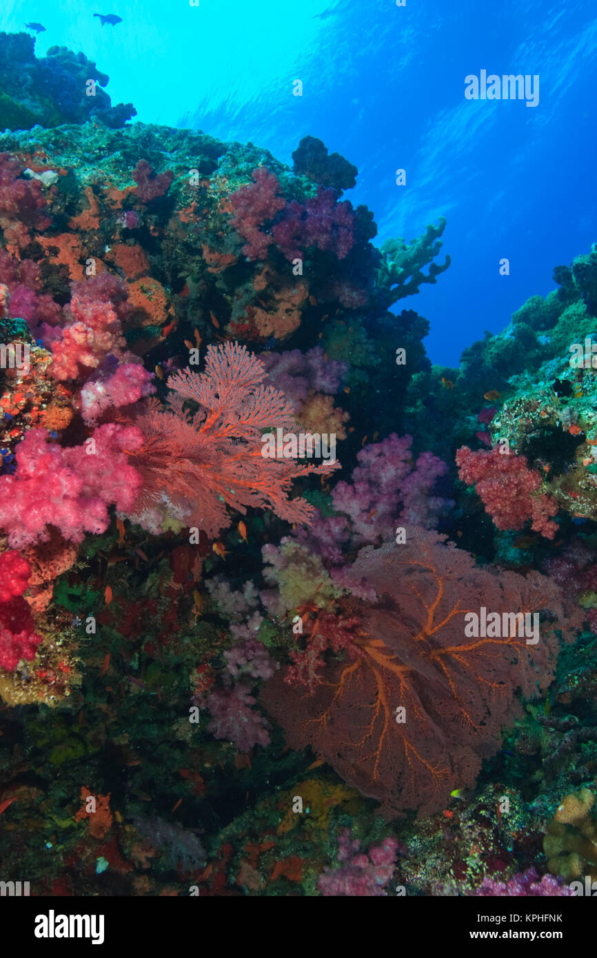 vibrant & healthy coral reef, multi-color soft corals (Dendronepthya sp ...