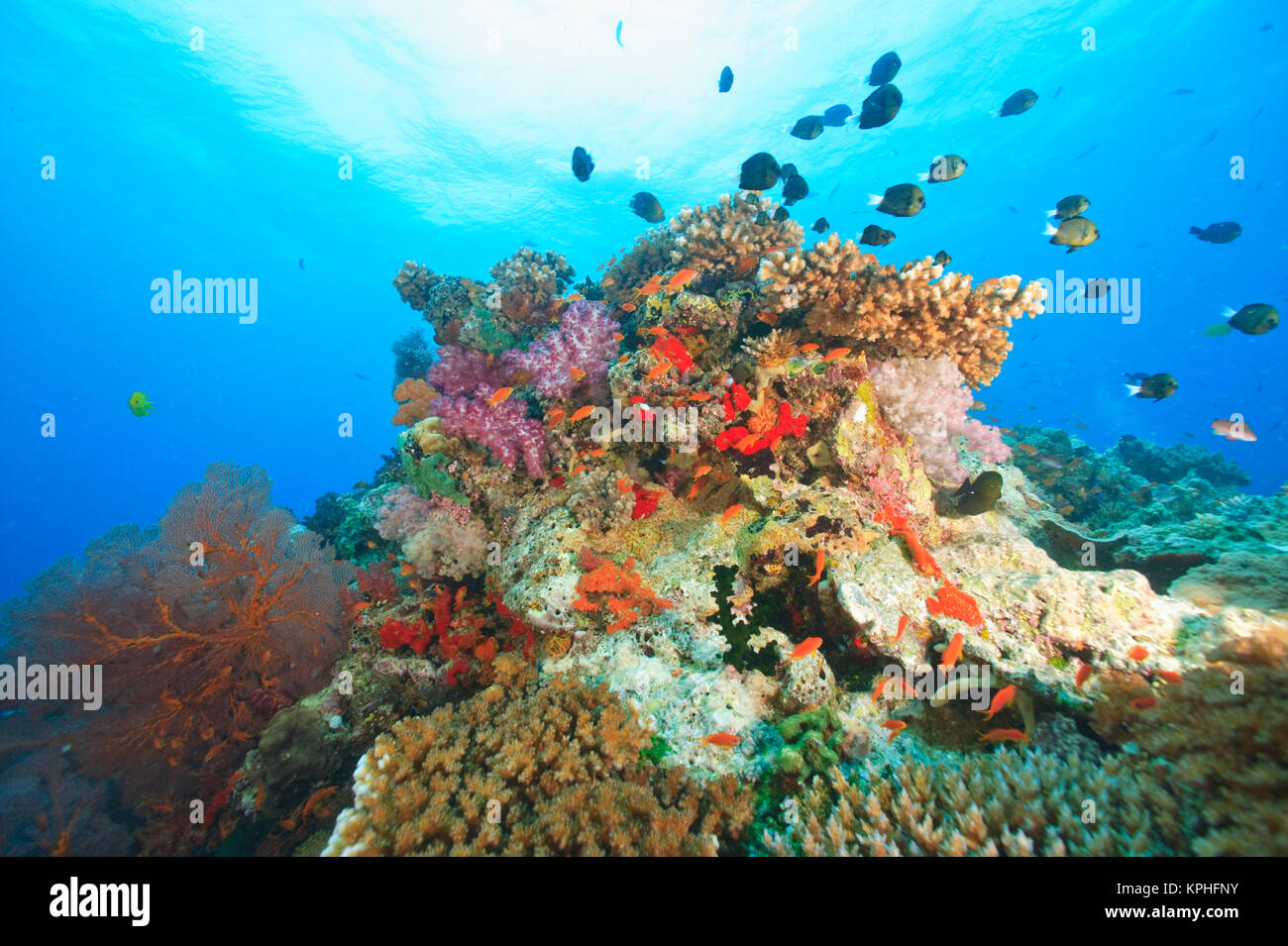Damselfish on colorful coral reef, Bligh Water, Viti Levu, Fiji, South ...