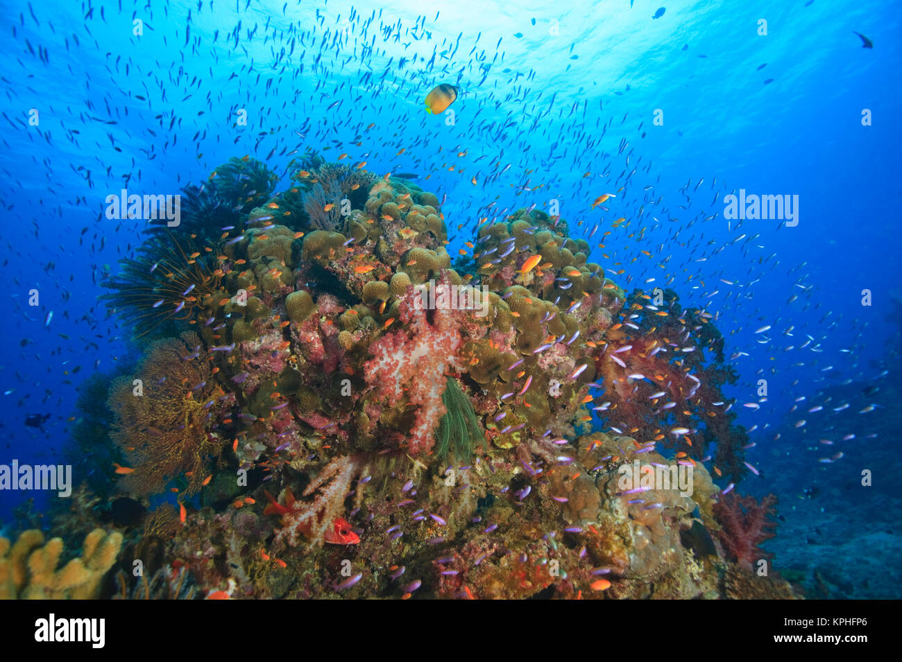 tropical reef near Beqa Island off Southern Viti Levu, Fiji, South ...