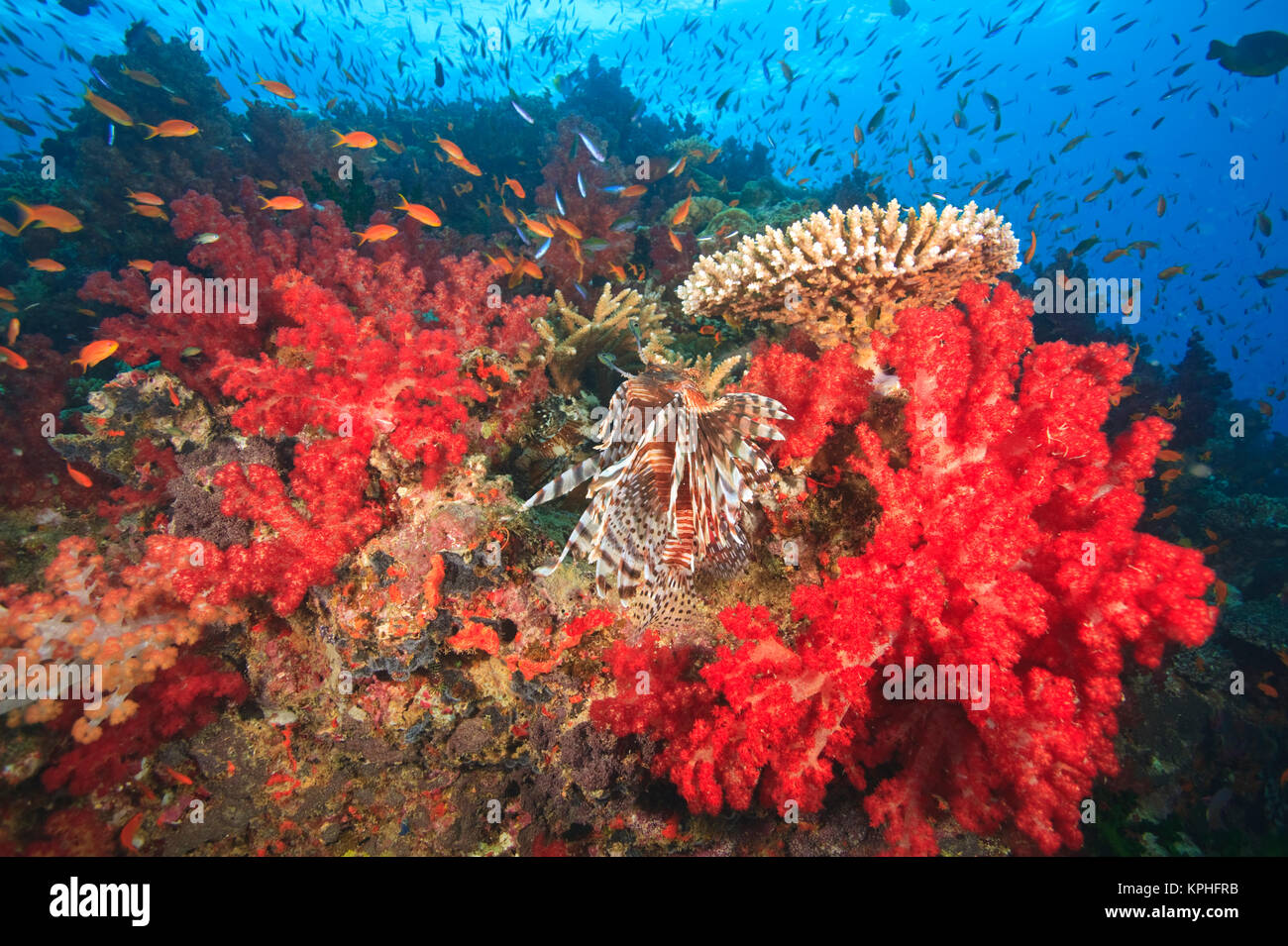 Dendronepthya Sp High Resolution Stock Photography and Images - Alamy