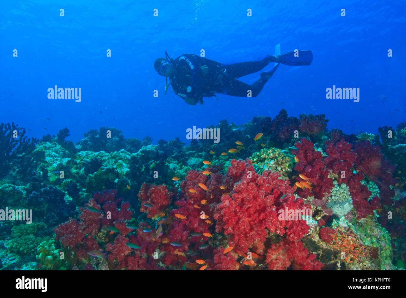 MR Diver, Rainbow Reef, Taveuni Island, Fiji, South Pacific Stock Photo ...