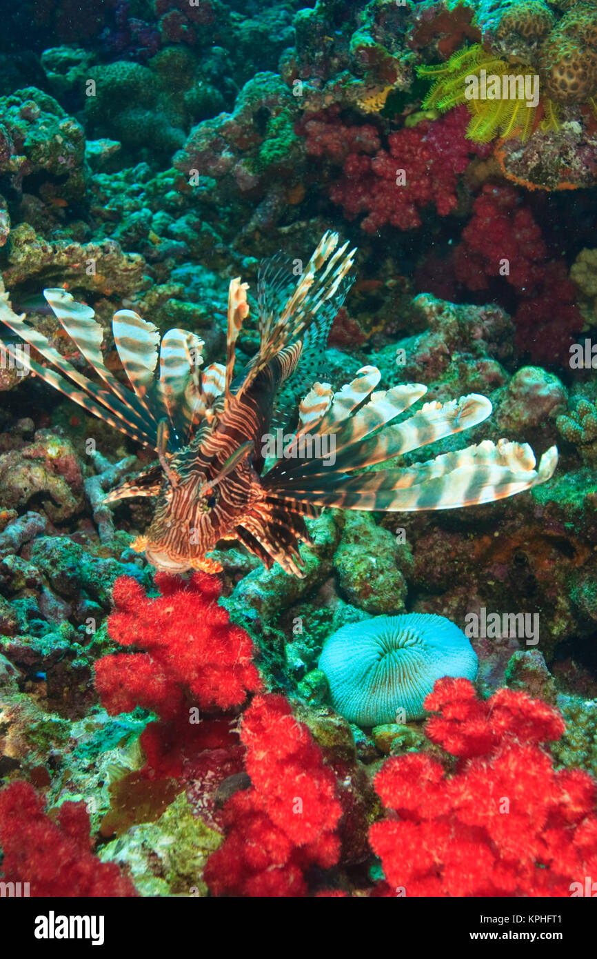 Lionfish (Pterios volitans), Rainbow Reef near Taveuni Island, Fiji ...