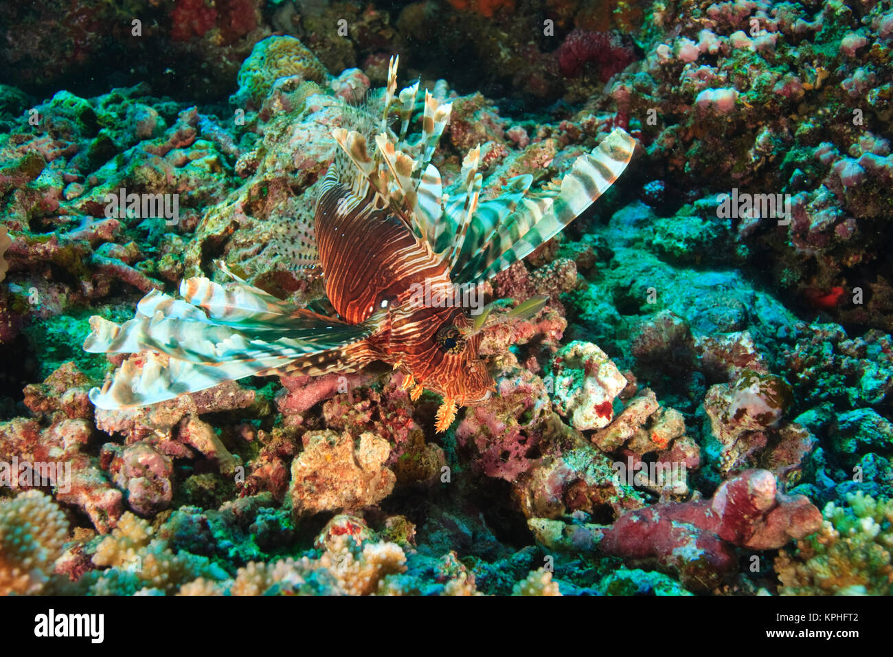 Lionfish (Pterios volitans), Rainbow Reef near Taveuni Island, Fiji ...