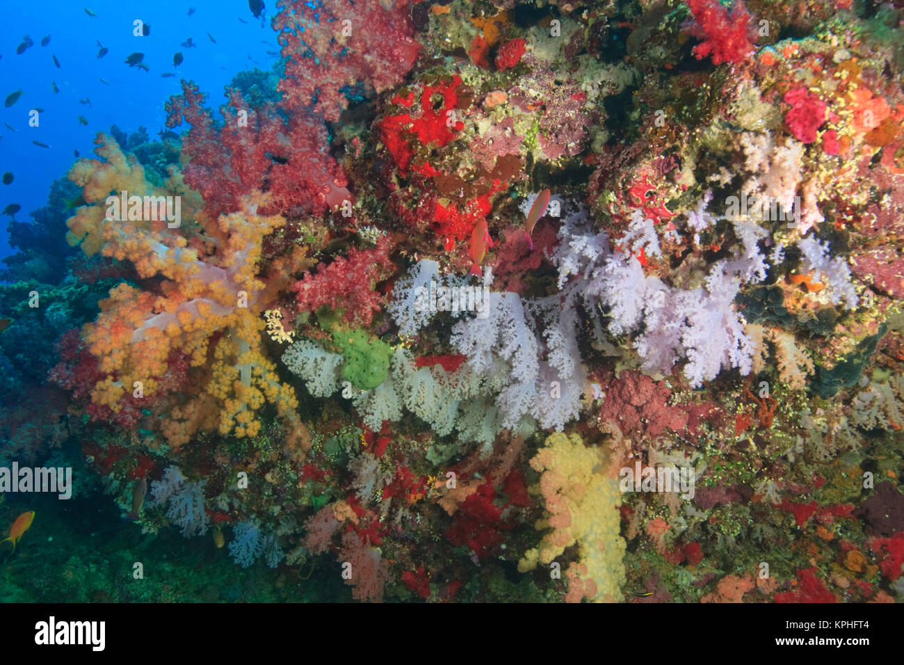 Colorful Soft Corals (Dendronepthya sp.) and small Anthias fish ...