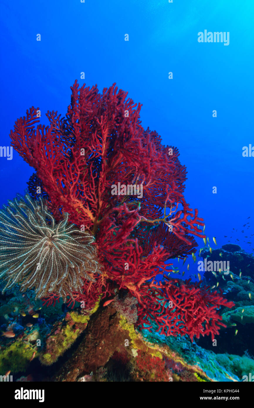Purple Gorgonian Sea Fan and attached crinoid, Raja Ampat region of ...