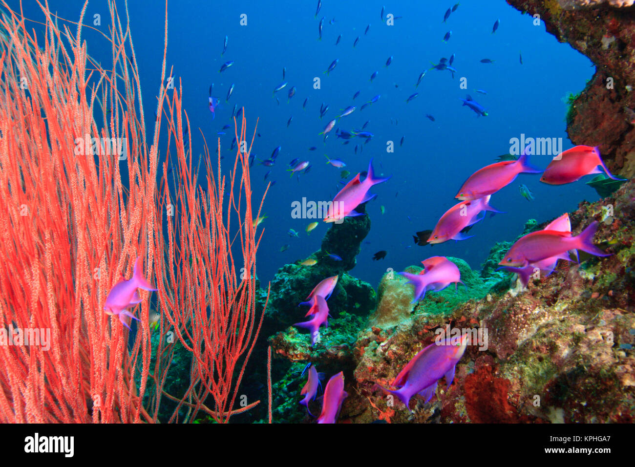 Whip Coral & Fairy Basslets (Pseudanthias tuka) Milne Bay, Papua New ...