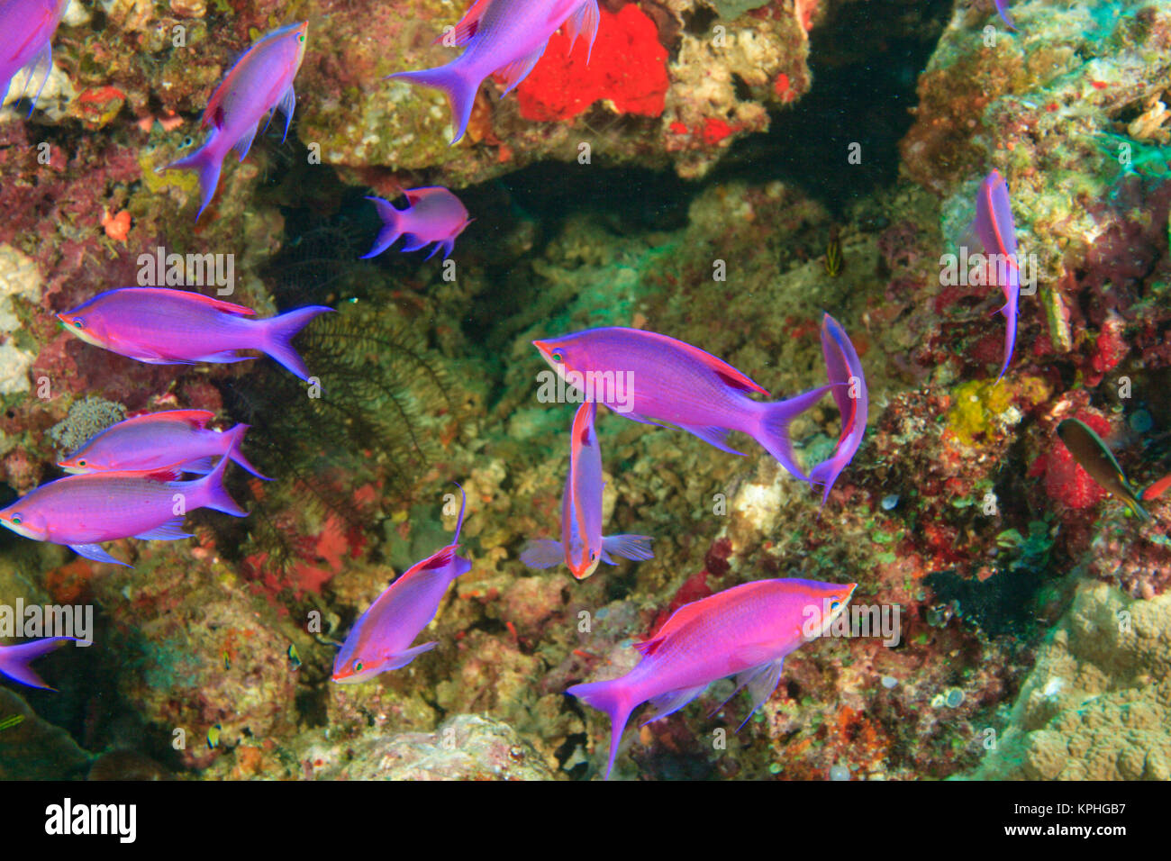 Fairy Basslets (Pseudanthias tuka) Milne Bay, Papua New Guinea Stock ...