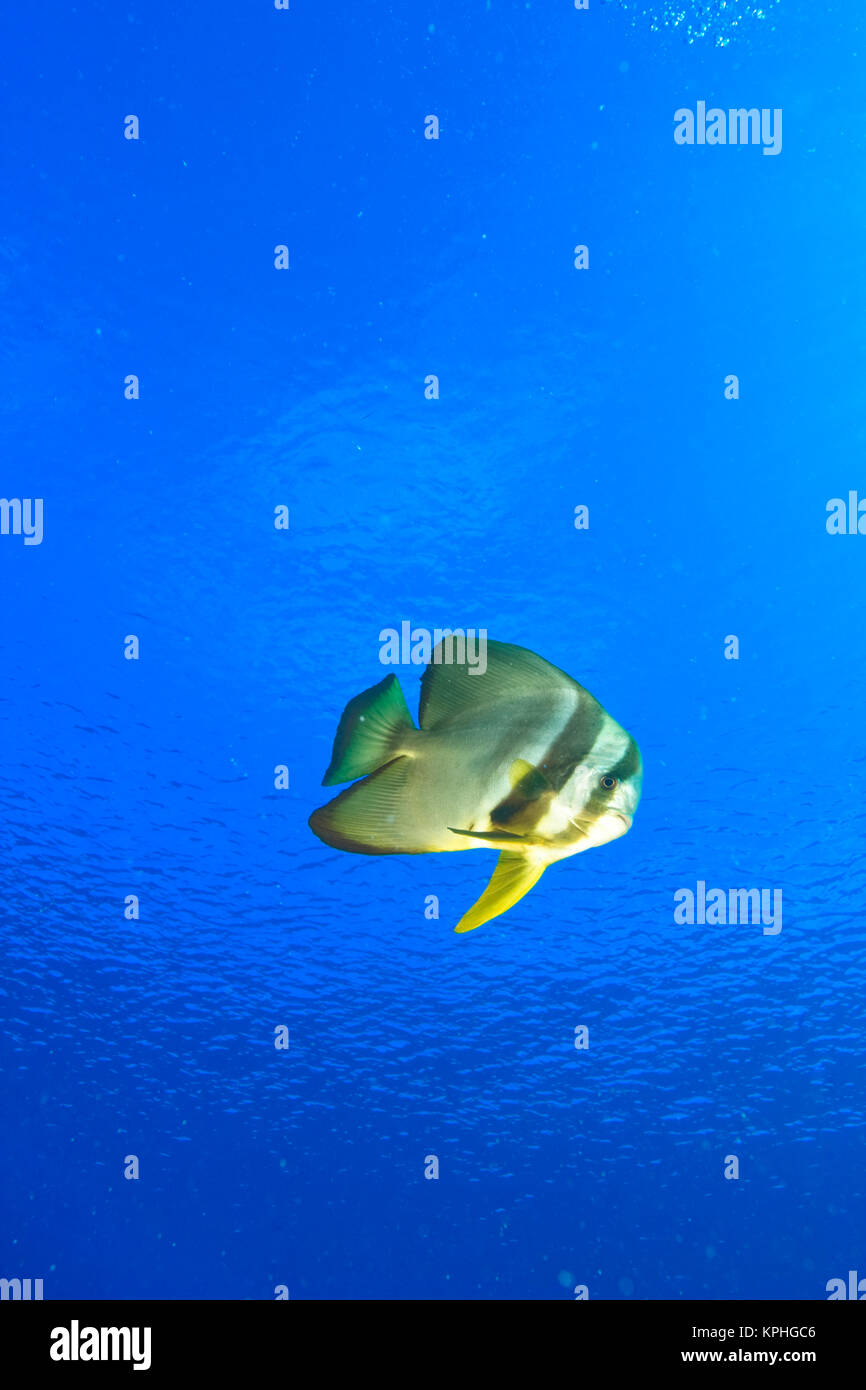 Batfish (Platax orbicularis), Palau, Micronesia, Rock Islands, World ...