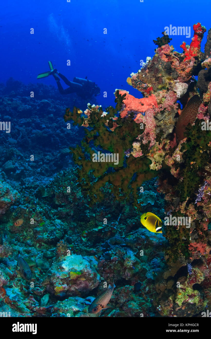 Racoon Butterflyfish, Palau, Micronesia, Rock Islands, World Heritage ...