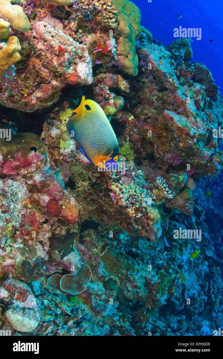 Yellowmask Angelfish (Pomacanthus xanthrometopori), Palau, Micronesia ...