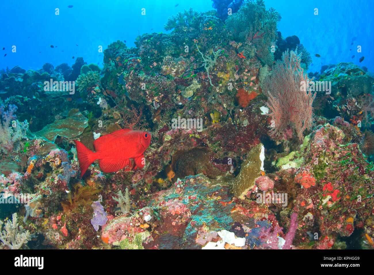 Palau rock islands turtle hi-res stock photography and images - Alamy