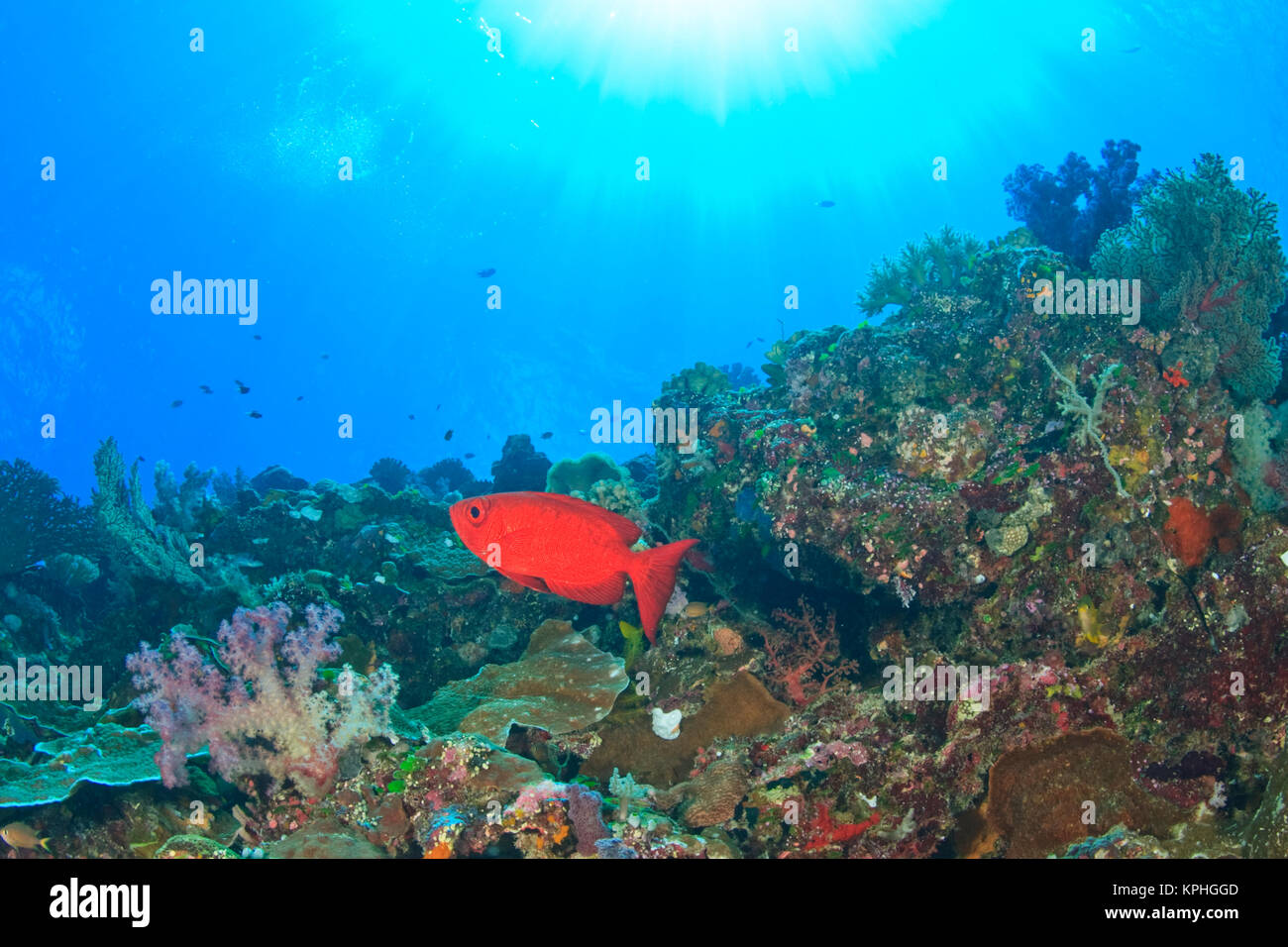 Glasseye (Heteropriacanthus cruentatus), Turtle Cove, Palau, Micronesia ...