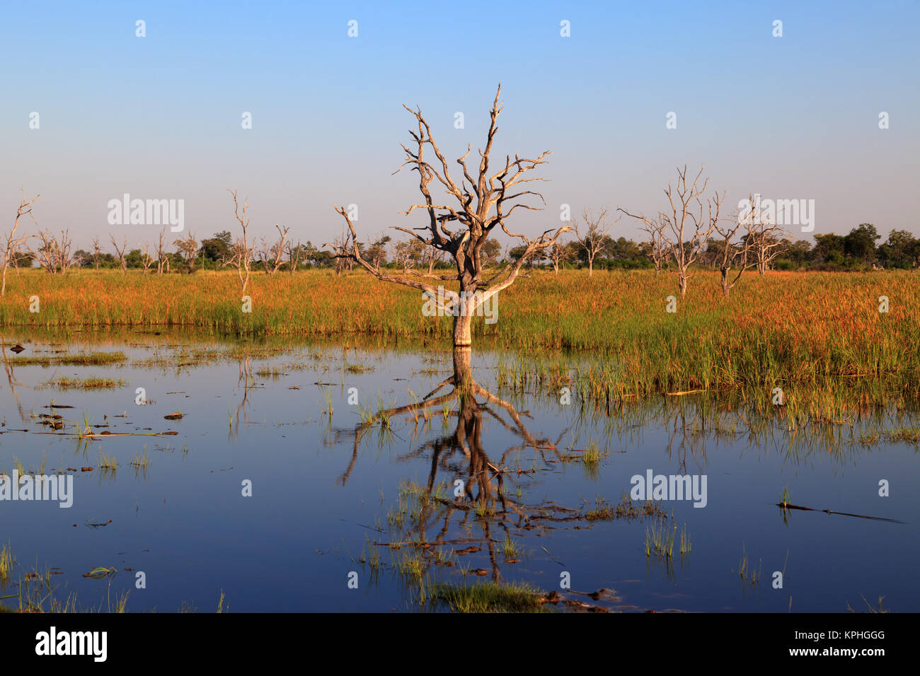 dead tree island Stock Photo - Alamy
