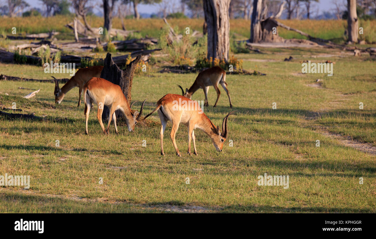 Roter litschiwasserbock hi-res stock photography and images - Alamy