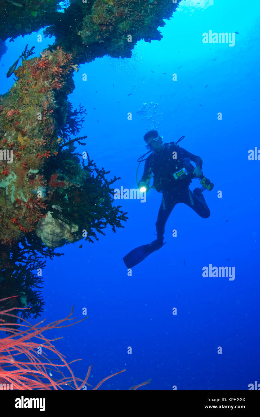 Diver near whip Coral, Turtle Wall, Palau, Micronesia, Rock Islands ...