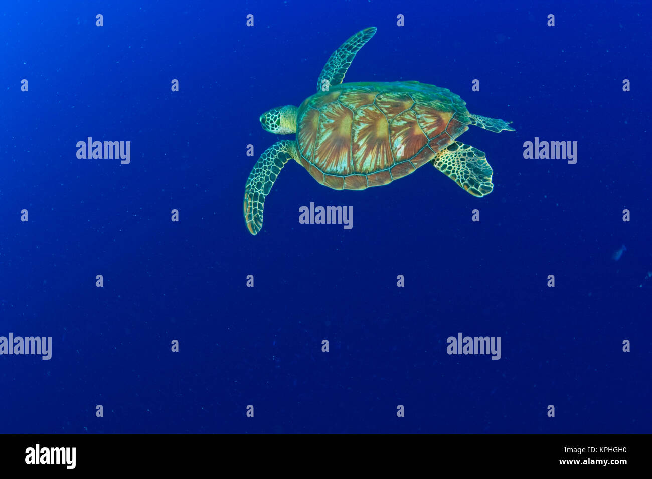 Hawksbill Turtle, Palau, Micronesia, Rock Islands, World Heritage Site ...