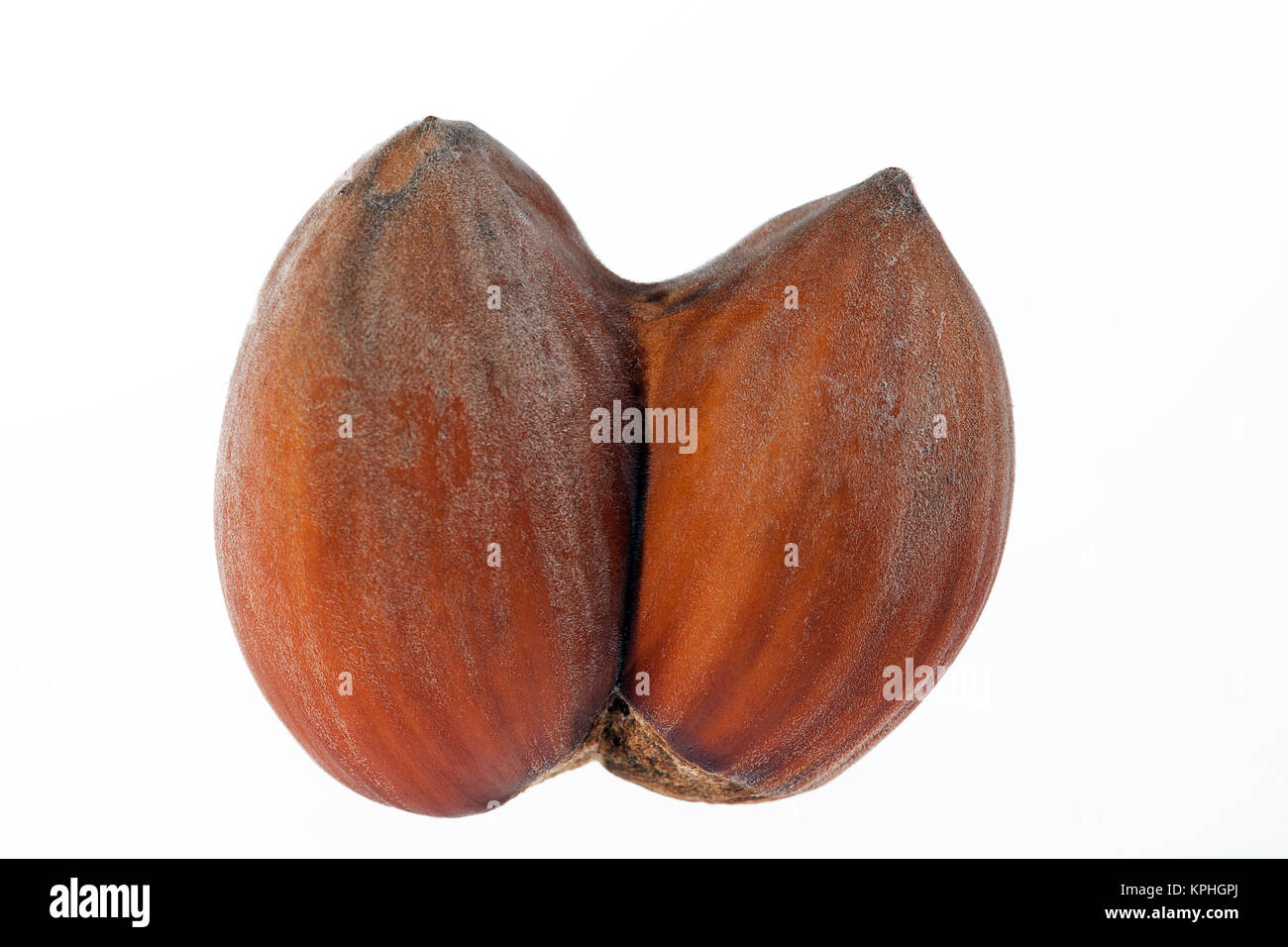 two joined hazelnuts in walnut shell isolated on white background ...