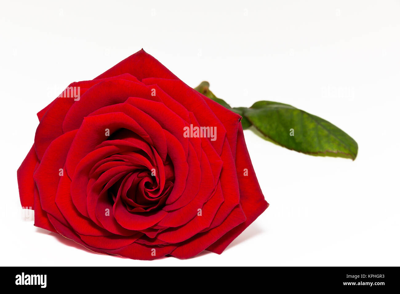 isolated beautiful single red rose on white background Stock Photo - Alamy