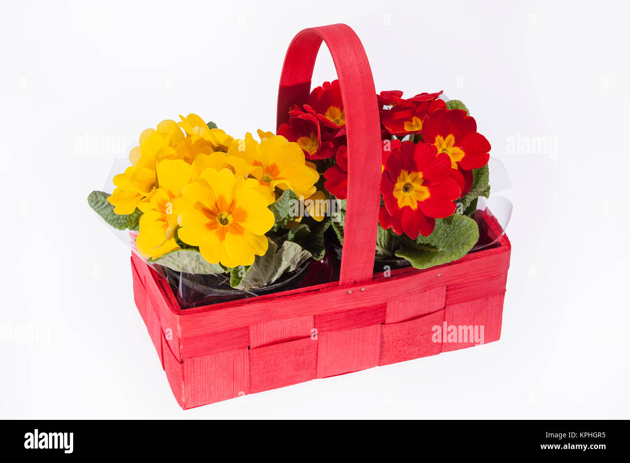 blooming spring flowers of primula in red basket Stock Photo - Alamy