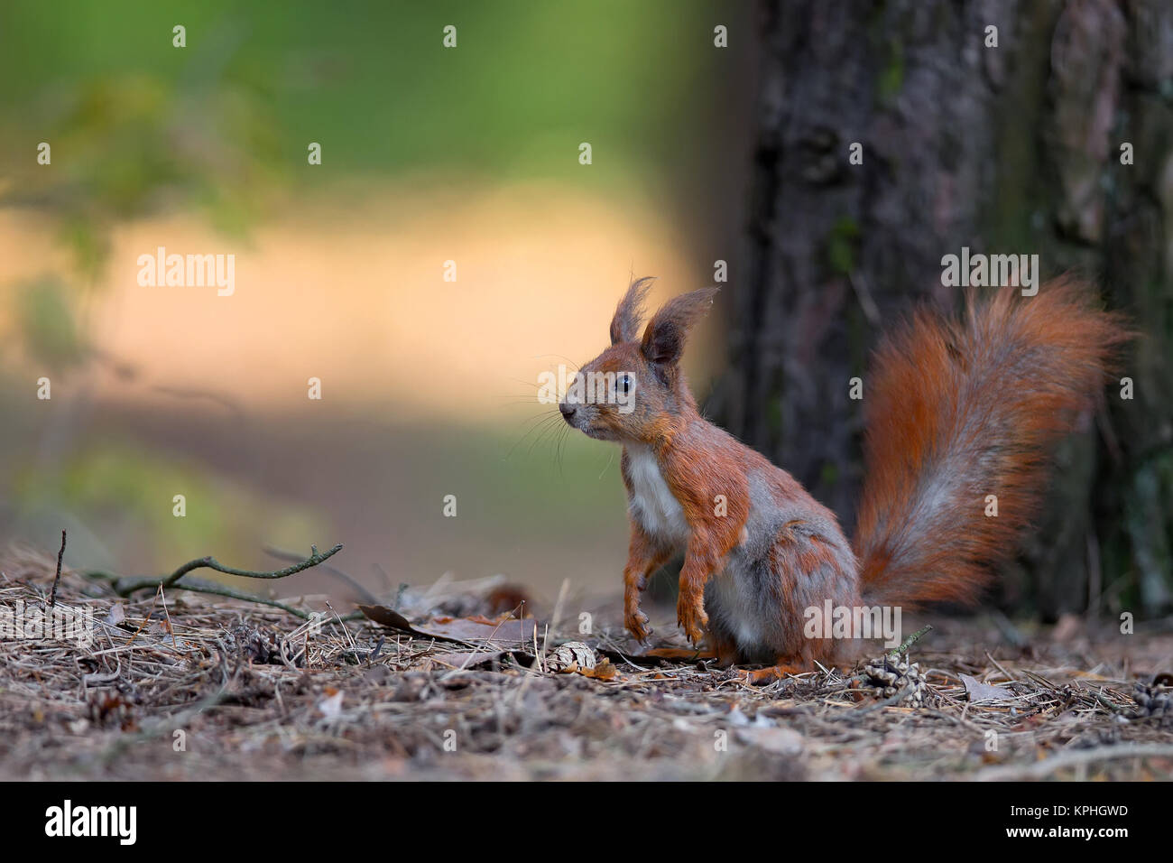 Red squirrel in the forest Stock Photo - Alamy
