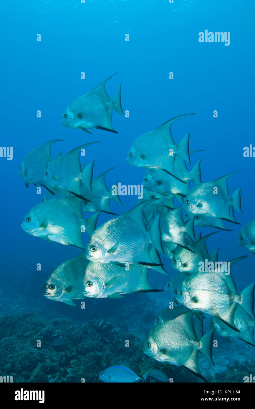 Atlantic Spadefish (Chaetodipterus faber) Ambergris Caye, Hol Chan ...