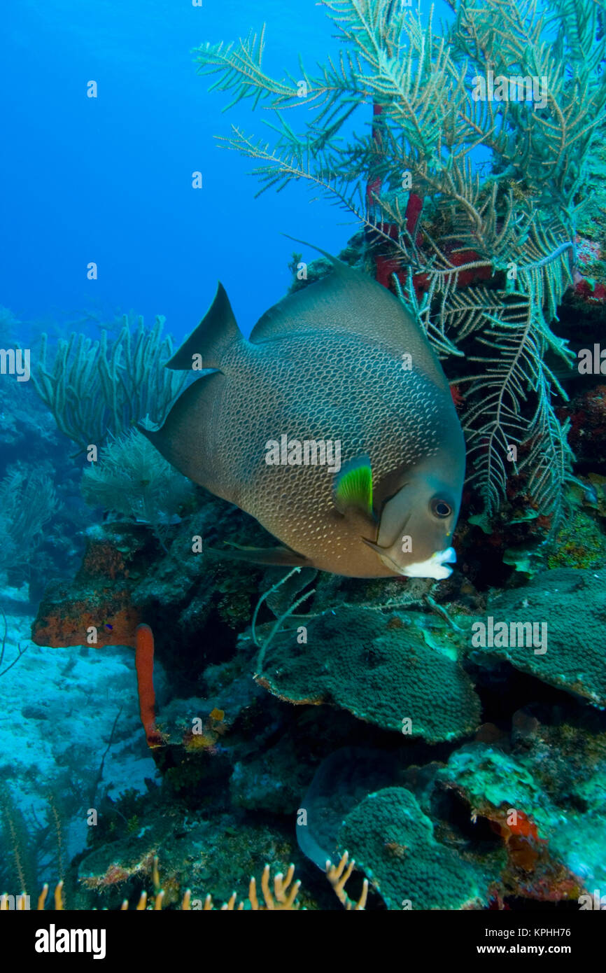 Gray Angelfish (Pomacanthus arcuatus) Hol Chan Marine Preserve, Belize ...