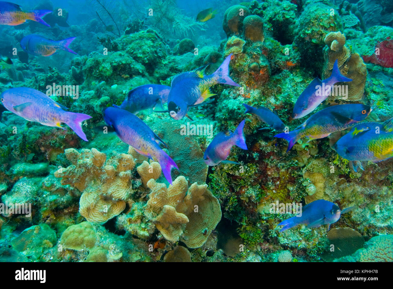Creole Wrasse (Clepticus parrae) Hol Chan Marine Preserve, Belize ...