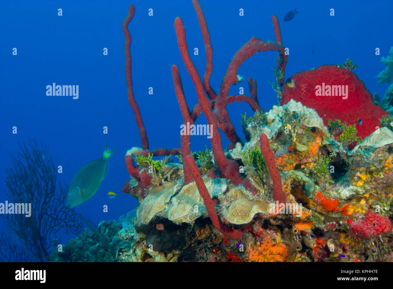 Erect Rope Sponge (Amphimedon compressa) & Parrotfish, Hol Chan Marine ...