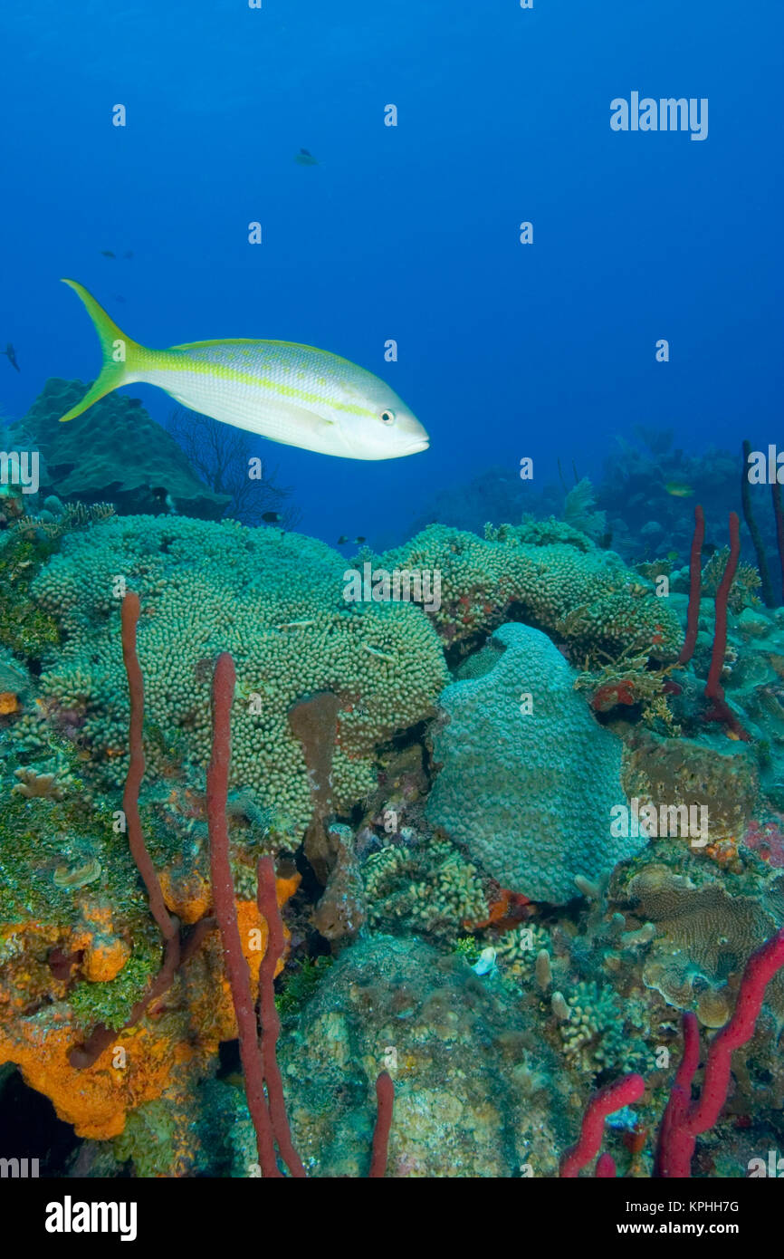 Yellowtail Snapper (Ocgurus chrysurus) & Erect Rope Sponge (Amphimedon ...