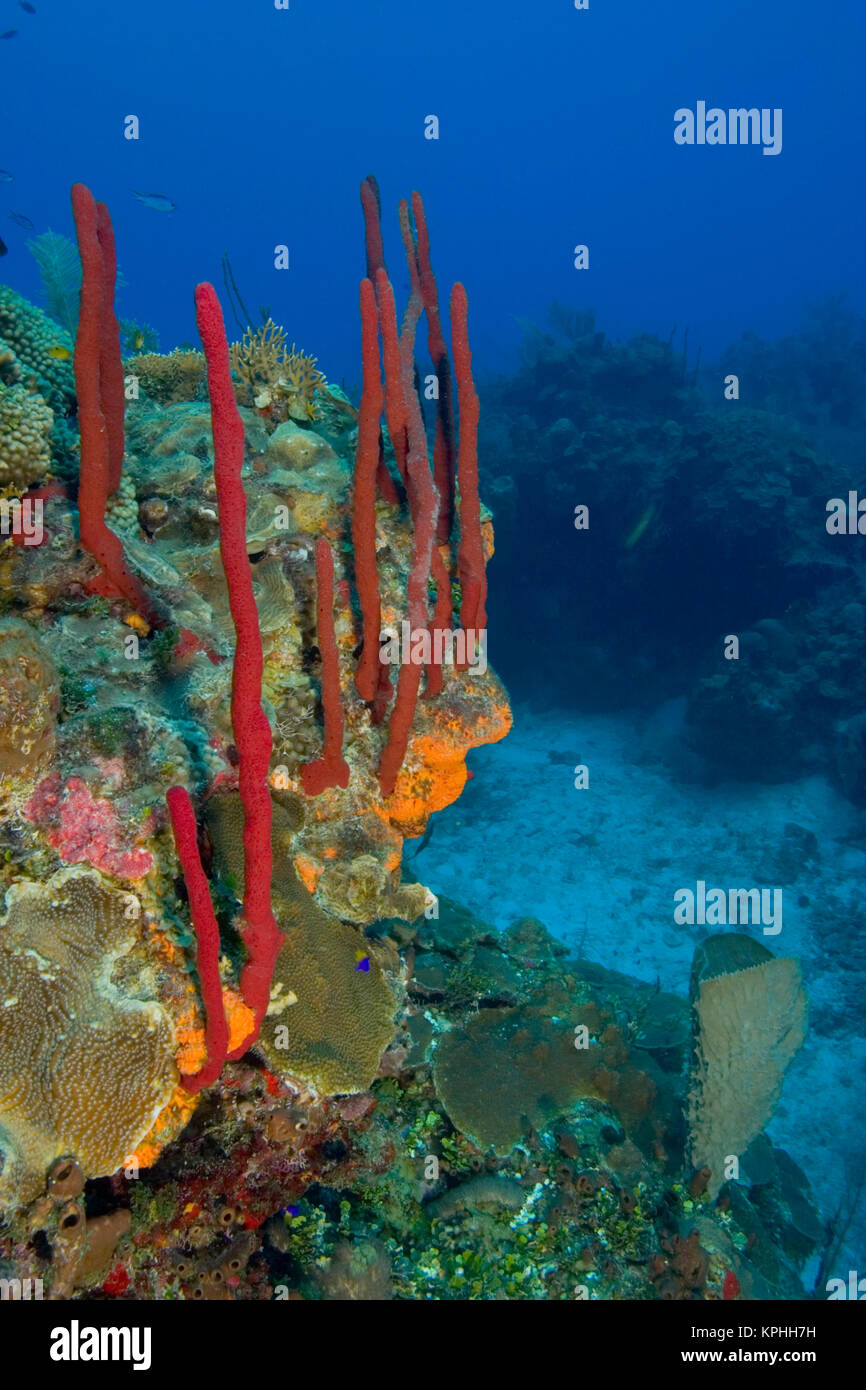Erect Rope Sponge (Amphimedon compressa) & Encrusting sponge ...