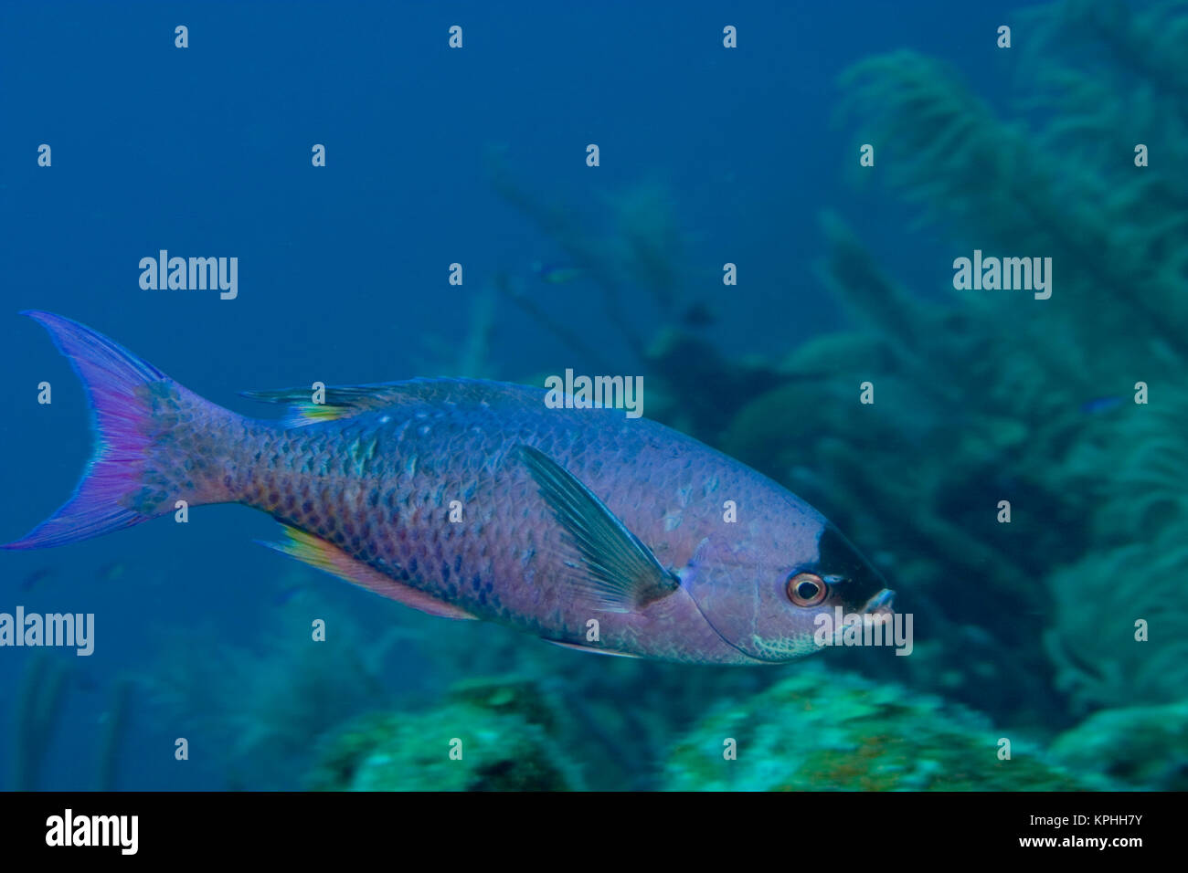 Creole Wrasse (Clepticus parrae) Hol Chan Marine Preserve, Belize ...