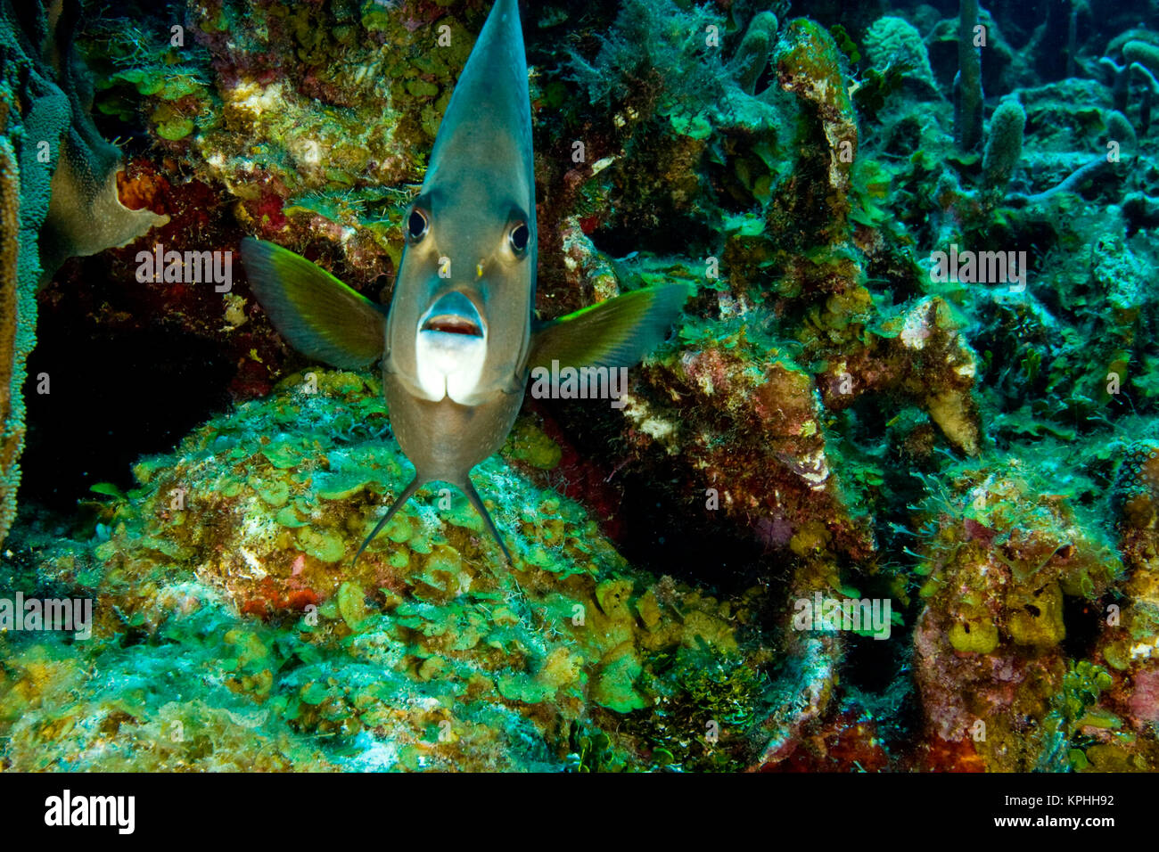 Gray Angelfish (Pomacanthus arcuatus) Hol Chan Marine Preserve, Belize ...