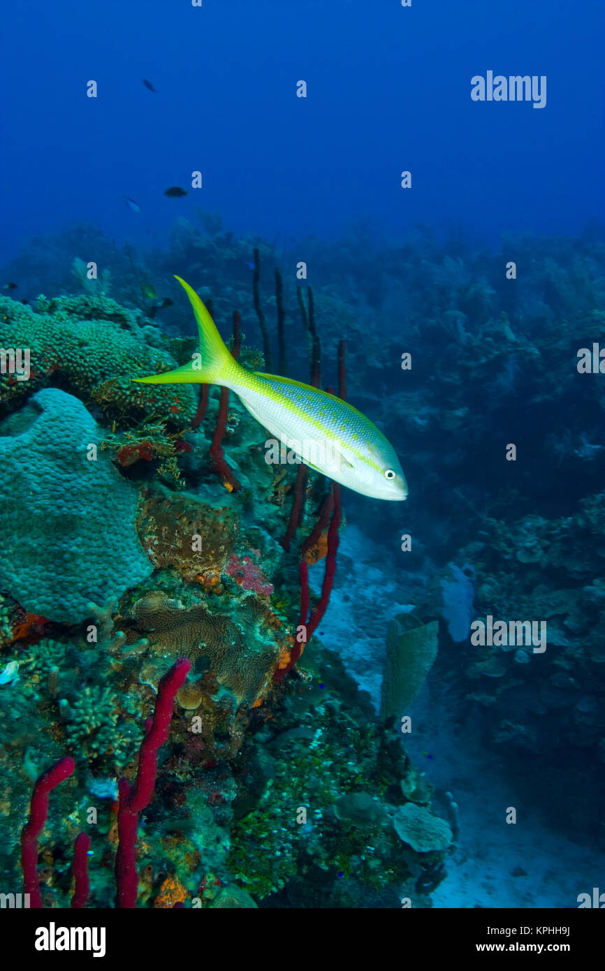 Yellowtail Snapper (Ocgurus chrysurus) & Erect Rope Sponge (Amphimedon ...