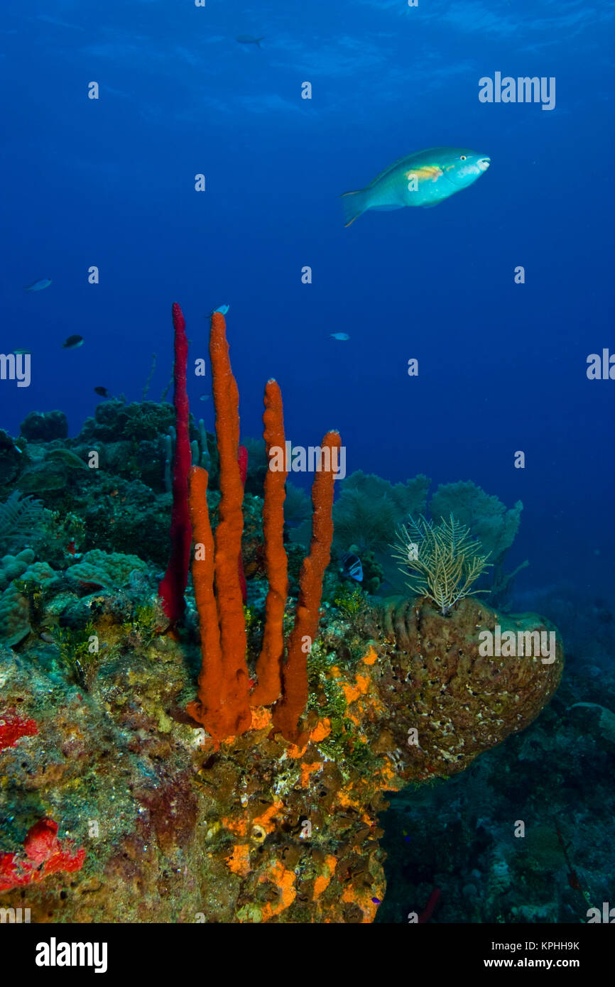 Erect Rope Sponge (Amphimedon compressa) & Princess Parrotfish (Scarus ...