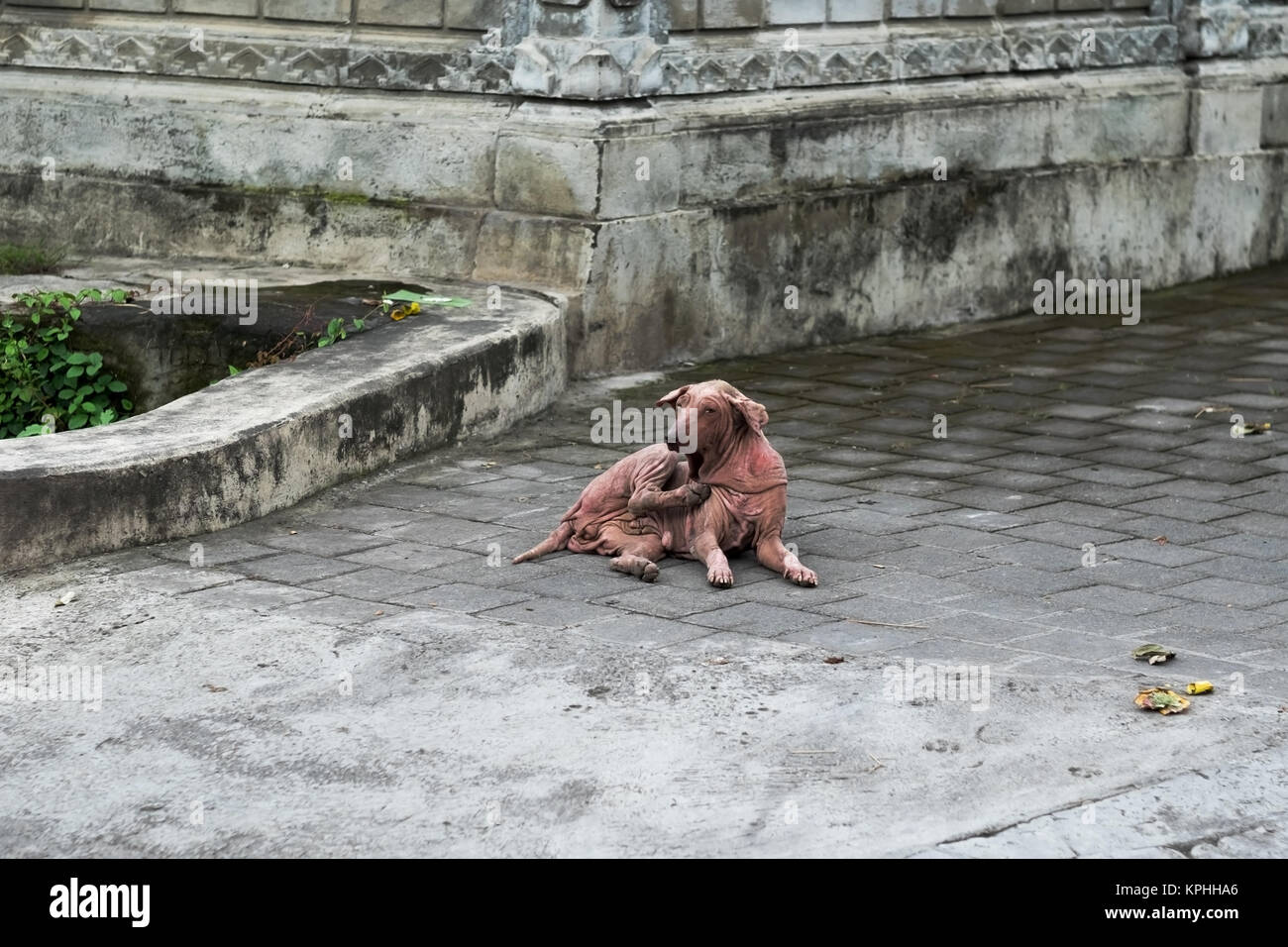 ugly and terrible dog without hairless, with wrinkles Stock Photo - Alamy