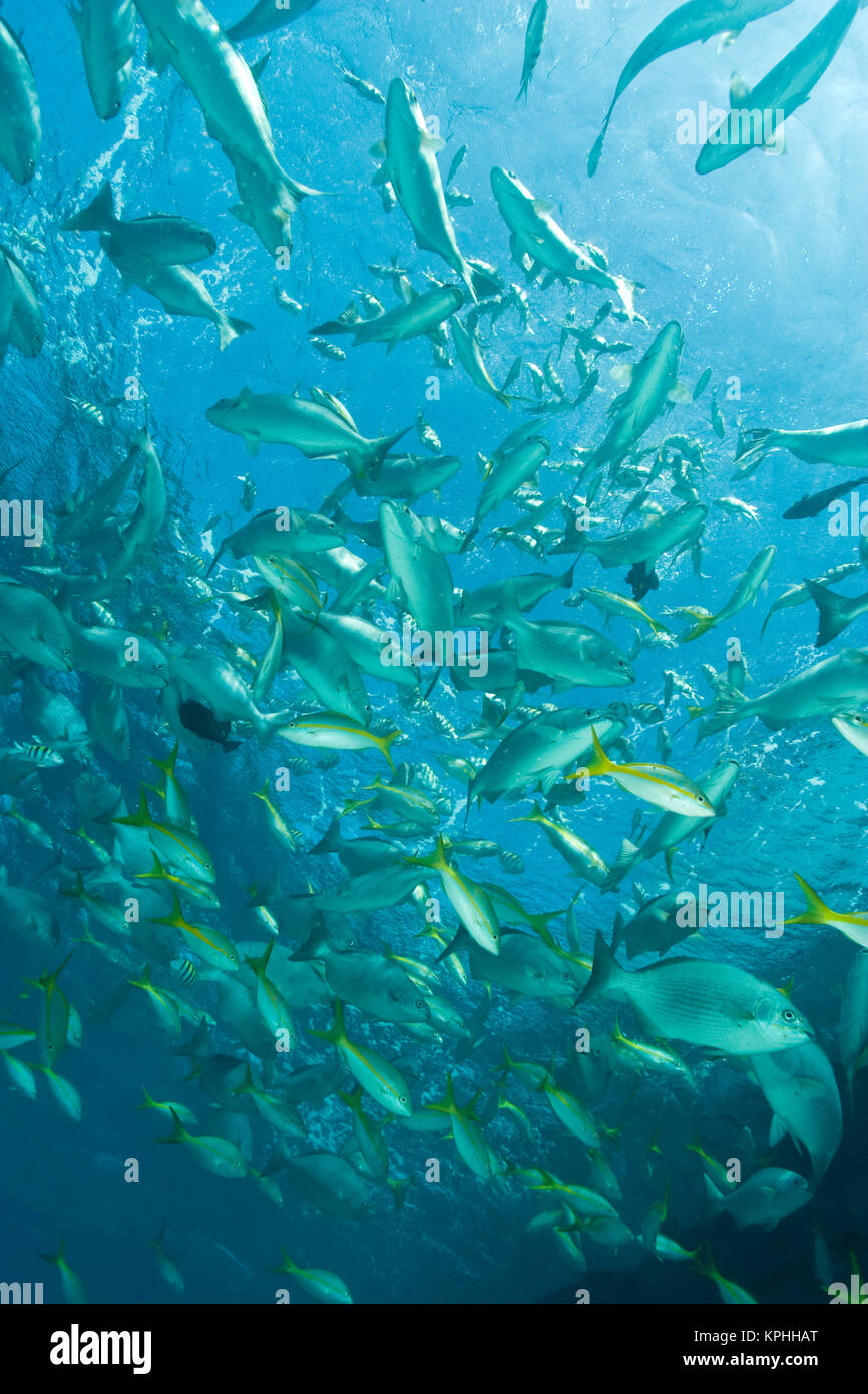 Mass of fish feeding: yellowtail snappers, permit, & sergeant majors ...