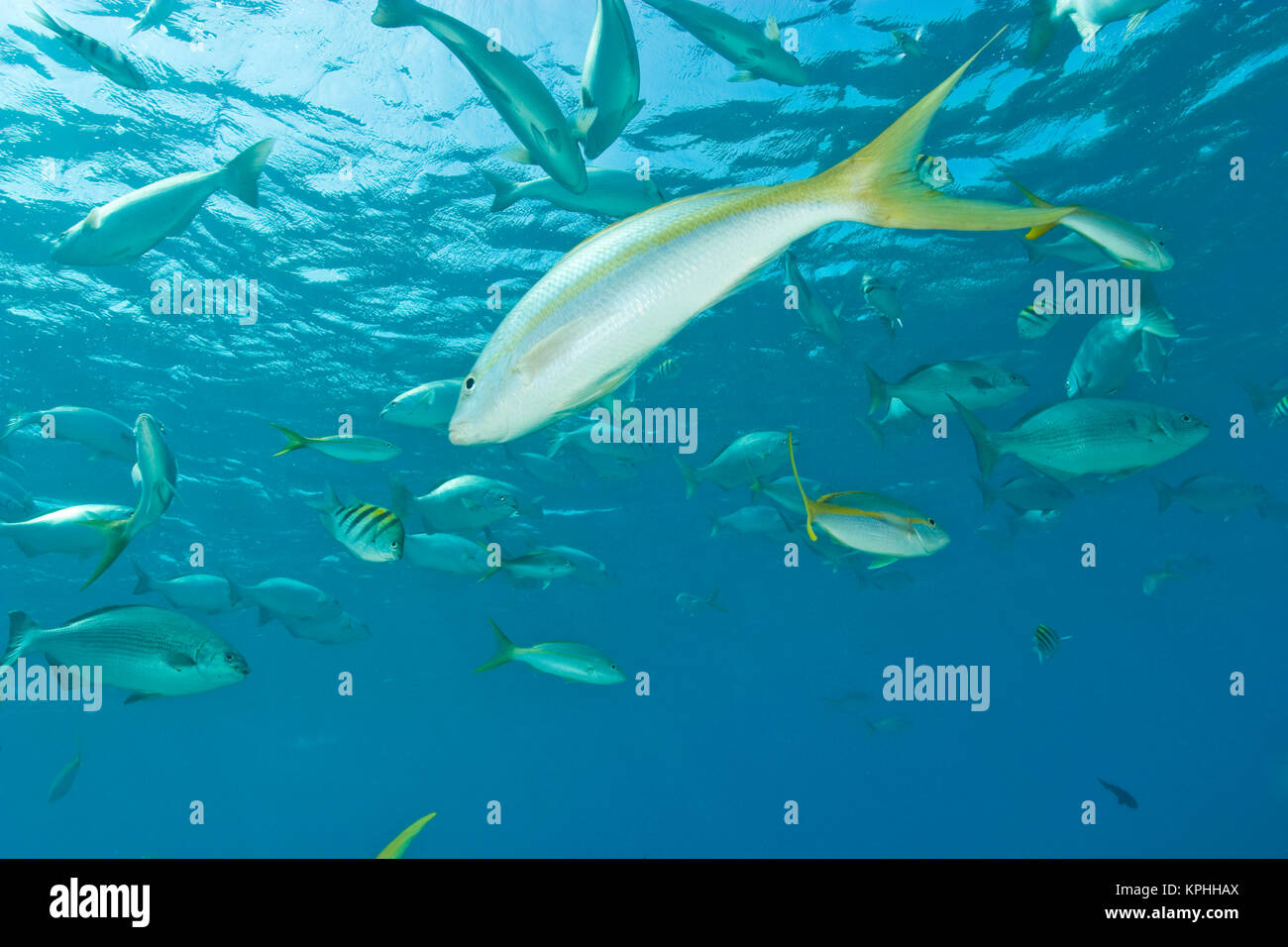 Yellowtail snapper feeding hi-res stock photography and images - Alamy
