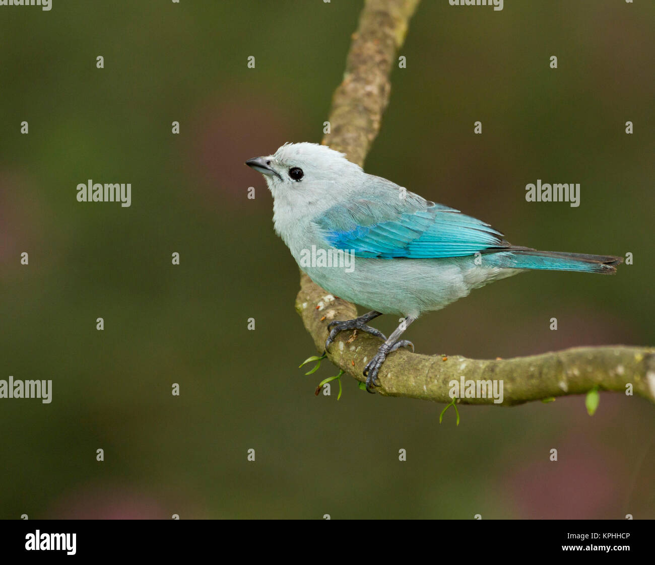 Blue-grey tanager (Thraupis episcopus), Cayo district, Belize Stock ...