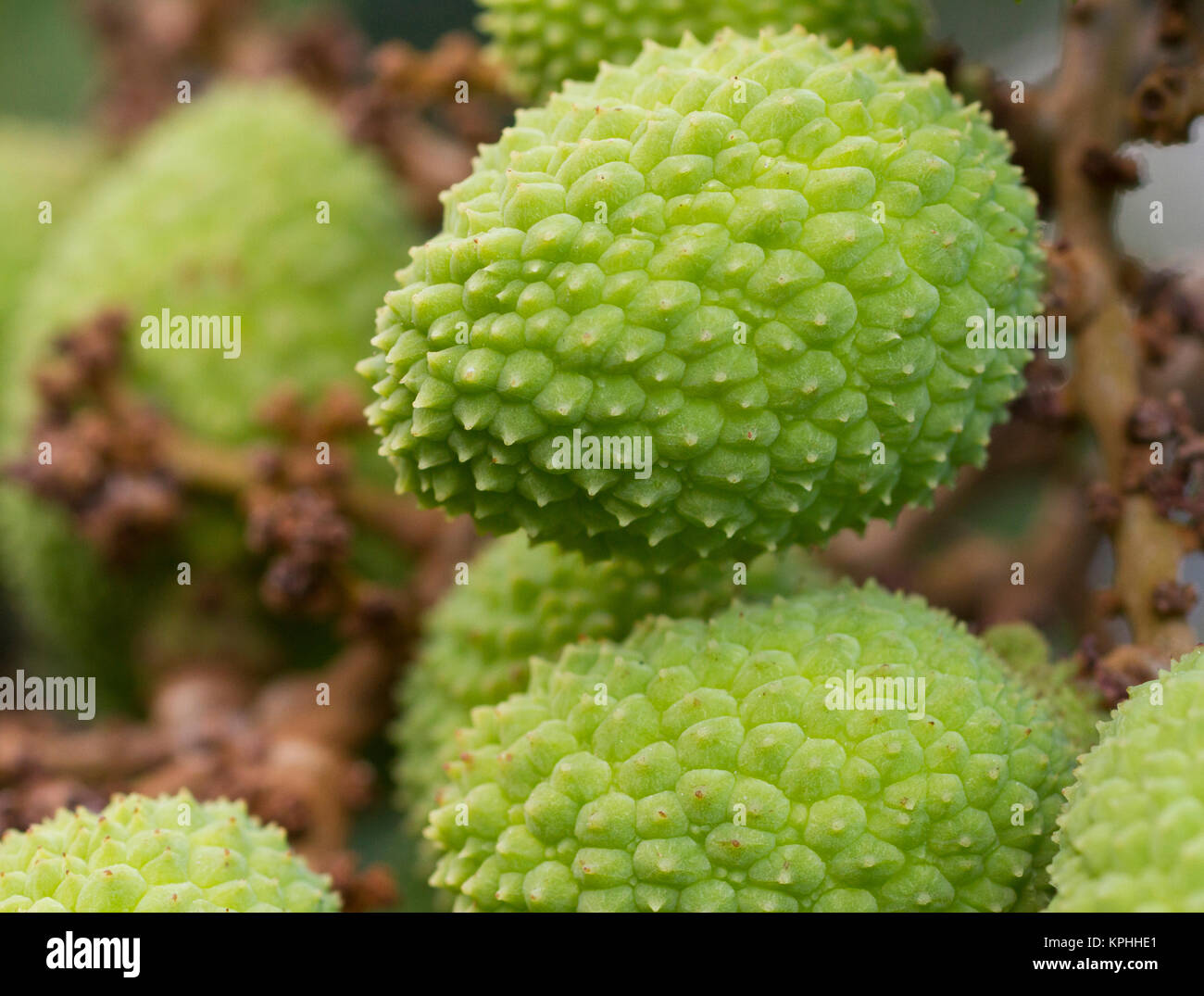 Botanical fruit hi-res stock photography and images - Alamy