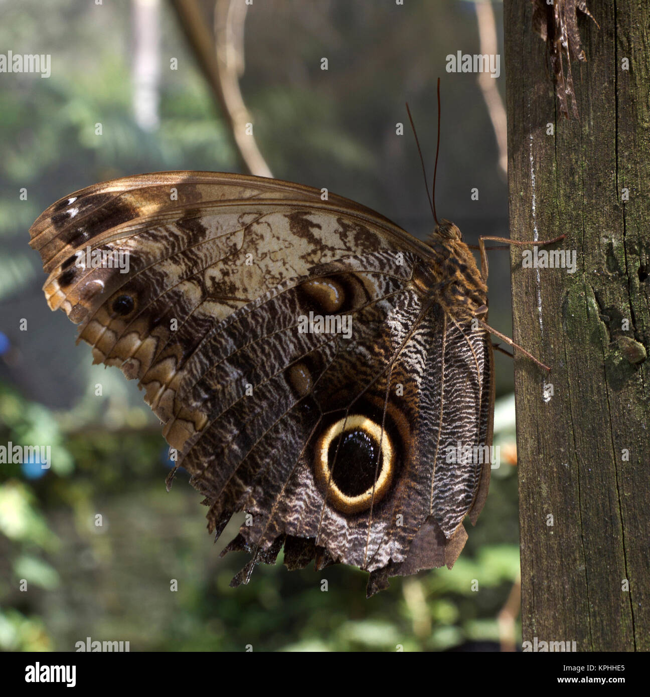 Owl-eye butterfly (Caligo), Green Hills Butterfly Farm, Belize Stock ...